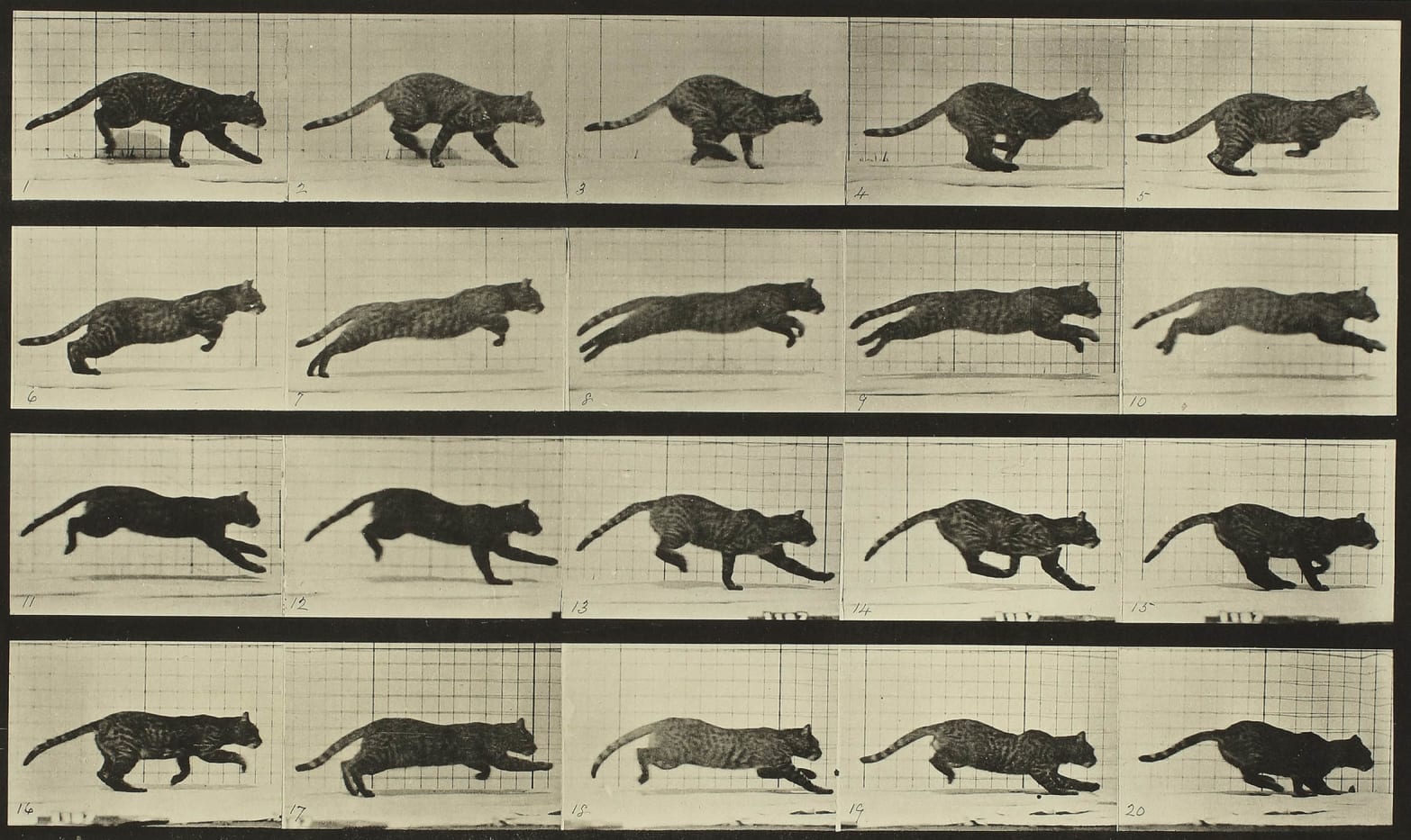 Eadweard Muybridge ontrafelde het mysterie van het paard in galop ...